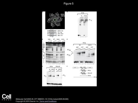 Assembly Of A Double Hexameric Helicase Ppt Download