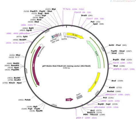 Vector Sequence At Collection Of Vector Sequence Free For Personal Use