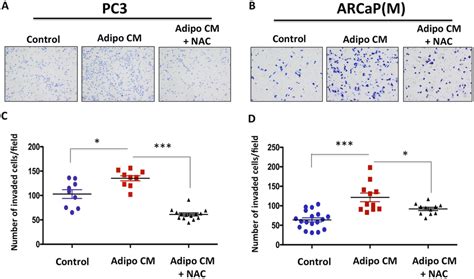 Adipocyte Induced Invasion Of Pca Cells Is Inhibited By Nac Treatment