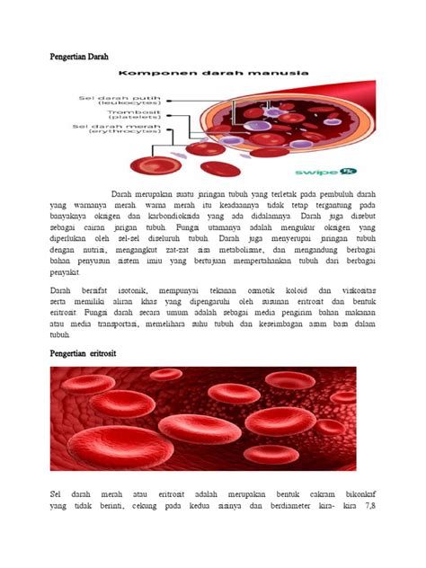 Eritrosit Pdf