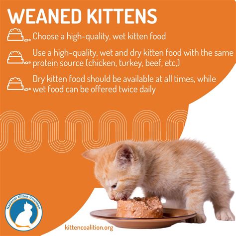 Providing A Consistent Diet To Kittens And Cats National Kitten Coalition