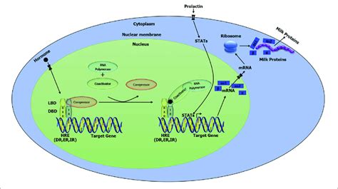 Putative Model Of The Network Involved In The Regulation And Download Scientific Diagram