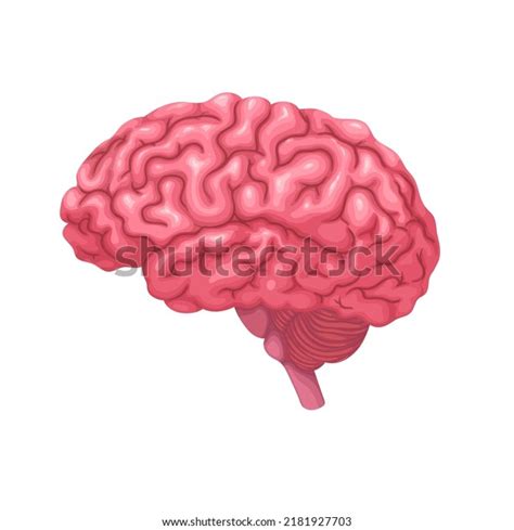 Brain Neuron Illustration Cartoon 1233개가 넘는 로열티 프리 라이선스 대상 스톡 일러스트 및 그림 Shutterstock