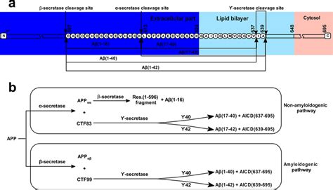 Production Of Aβ Peptides From App By Protease Enzymes A Cleavage Download Scientific Diagram
