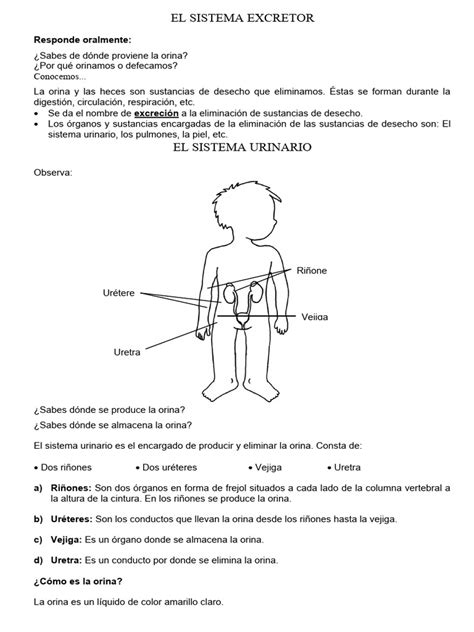Sistema Excretor Y Urinario Explicado Pdf Sistema Urinario Orina