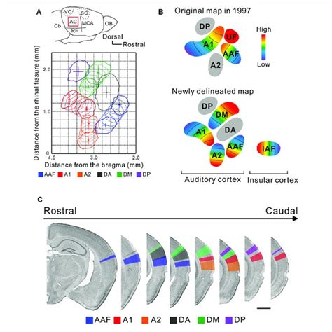 Pdf Reconsidering Tonotopic Maps In The Auditory Cortex And Lemniscal Auditory Thalamus In Mice