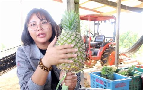 สาวตราดปลูกสับปะรดพันธุ์ไต้หวัน ได้ผลผลิตดี ชูเป็นทางเลือกส่งออกขายจีน