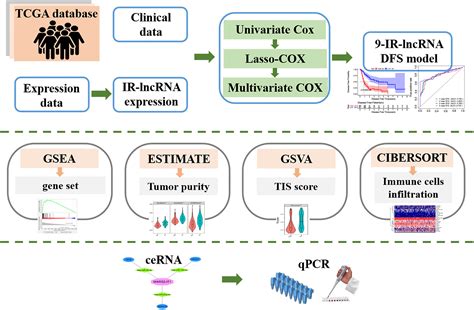 Construction Of An Hcc Recurrence Model Based On The Investigation Of