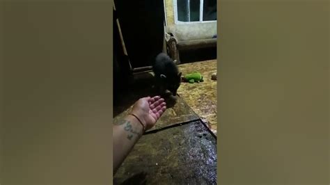 помощьбездомнымживотным ямыилюша Raccoon анапа Reels животные