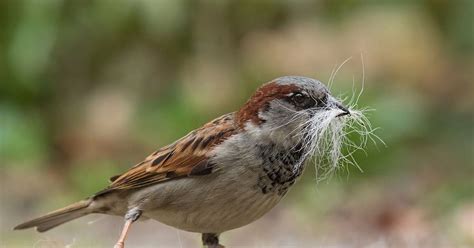 House Sparrow Nesting Behavior Eggs Location Birdfact