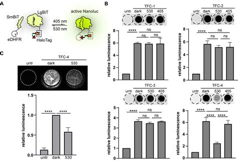 Visible‐light‐switchable Molecular Glues For Reversible Control Of Protein Function Zhang