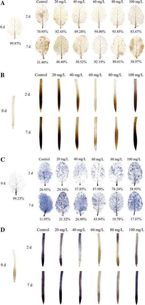 Dab Staining Results Of Leaves A And Roots B Nbt Staining Results Download Scientific