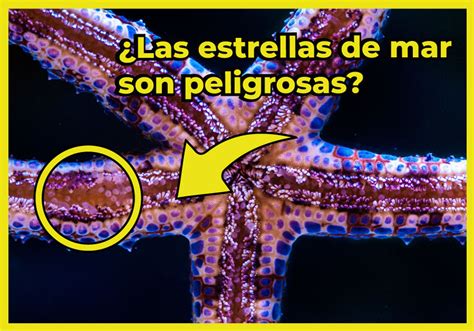 15 Curiosidades De Las Estrellas De Mar Y Su Poder Oculto