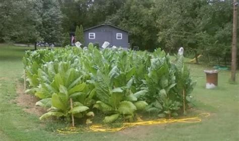 Legenda Koja Upozorava Znate Li Kako Je Nastao Duvan