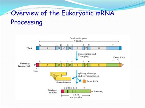 Ppt Rna Processing Eukaryotes Powerpoint Presentation Free Download