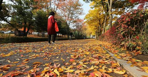 가을비에 떨어진 낙엽