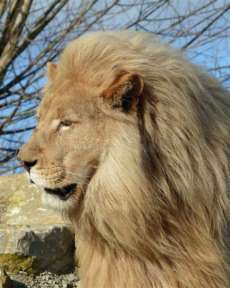 Vitt Lejon Man Arkivfoto Bild Av Vitt Vild Bifokal 42907674