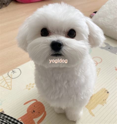 강아지분양 고양이분양 강아지해외입양 부산김포분당용인대전