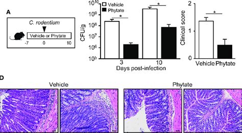 The Natural Component Phytate In Rice Bran Protects Mice Against C Download Scientific Diagram