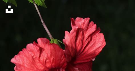 붉은 꽃이 나뭇 가지에 매달려있다 사진 Unsplash의 무료 꽃 이미지