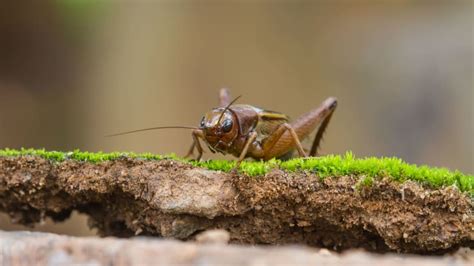 11 Cute Facts About Crickets Mental Floss