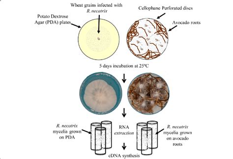 Rna Seq Experimental Design Schematic Representation Of The Download Scientific Diagram