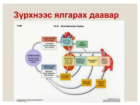 Зүрхний анатоми ба физиологи Pptx