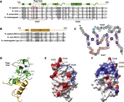 Sequence Alignments And Structure Of The Human Phd Hd1 Complex