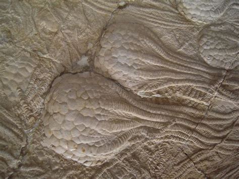 Crinoid Fossil Forest Revisited Artofit