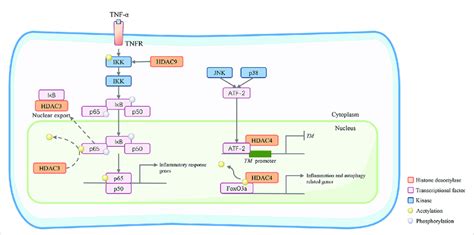 Class Iia Hdacs Promote Inflammatory And Atherosclerotic Disease Download Scientific Diagram
