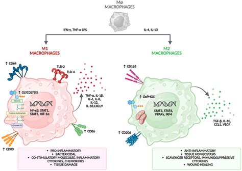 Senescent Polarization Of Macrophages And Inflammatory Biomarkers In