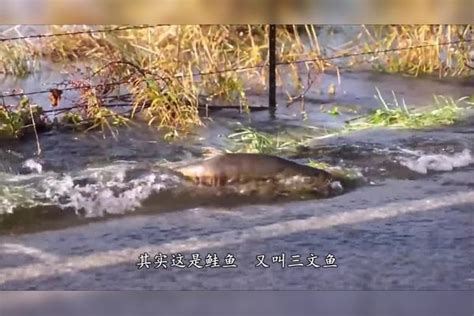 这种鱼的一生太悲壮历经千辛万苦洄游只为下一代的生存 千辛万苦 下一代 一生