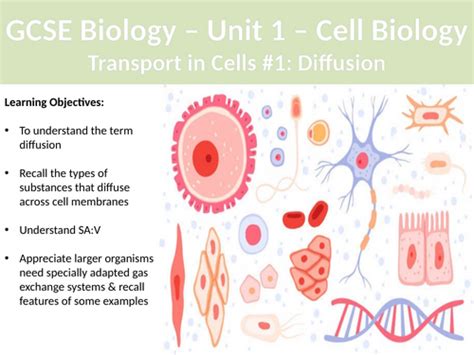 Gcse Biology Diffusion Teaching Resources