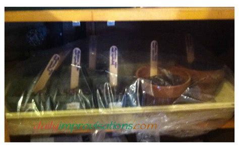 Experiments In How To Sprout Mimosa Tree Seeds Albizia Julibrissin Part 1