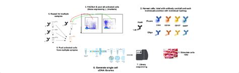Use Of The Aim 10x Assay To Investigate Islet Specific T Cells A