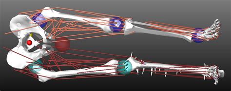 Subject Specific Musculoskeletal Model For Studying Bone Strain During Dynamic Motion JoVE