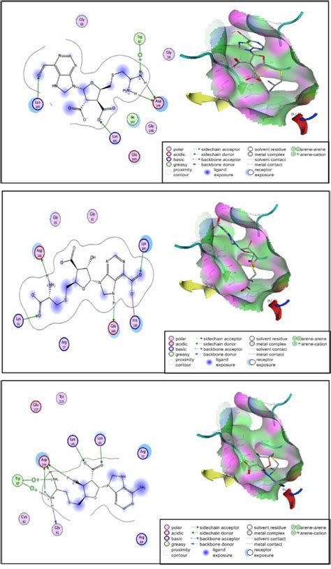 Molecular Interaction And 3 Dimensional Visualization Of Binding Site Download Scientific