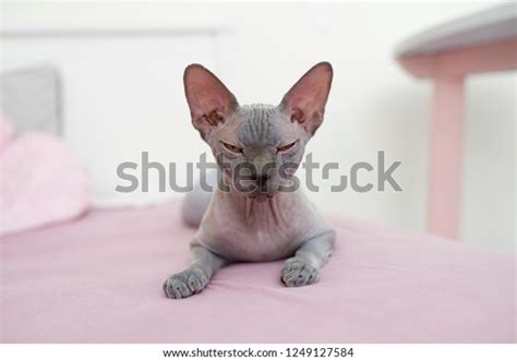 Naked Hairless Sphinx Cat Stock Photo Shutterstock