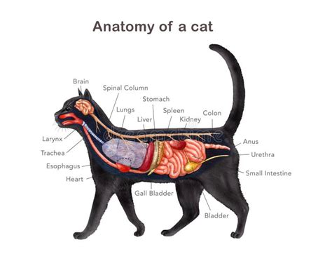 Anatomy Of Cat With Inside Structure And Organs Scheme Raster Illustration Stock Illustration
