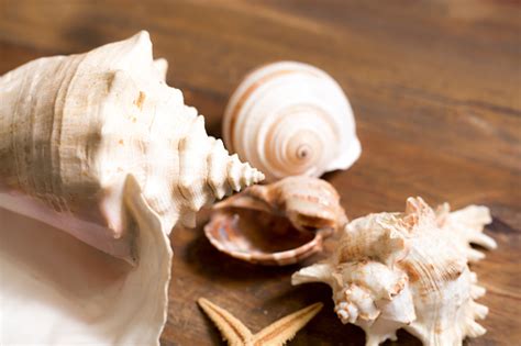 다양한 조개 껍질 수집 모래 달러 콘치 가리비 별 물고기 배경은 거친 나무입니다 0명에 대한 스톡 사진 및 기타 이미지 Istock