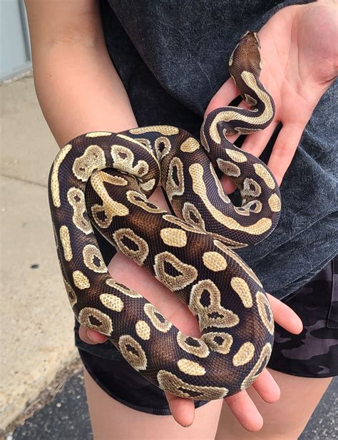Adopted Python Regius Ball Python Remi Pyt Regius Resr