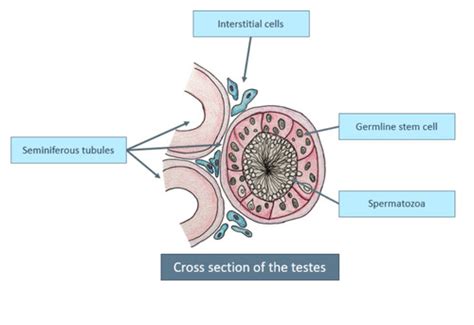 Key Area 1 Gamete Production And Fertilisation Flashcards Quizlet