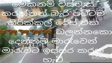 පට්ටම තිරික්කල් රේස් එක 🐂🐂🐂🐂🇱🇰🇱🇰🇱🇰🇱🇰🇱🇰 Youtube