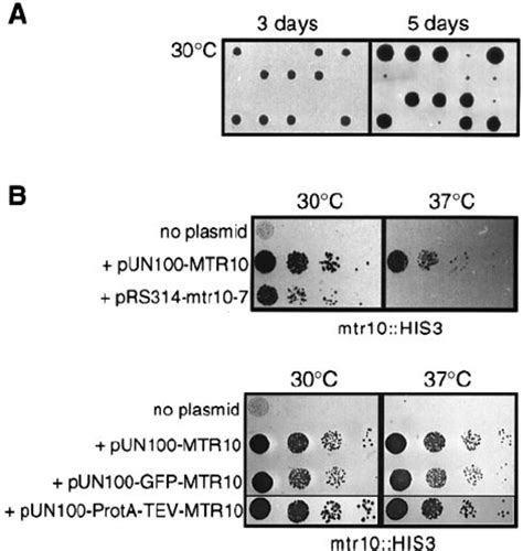Generation And Characterization Of Mtr10 Mutants A Tetrad Analysis