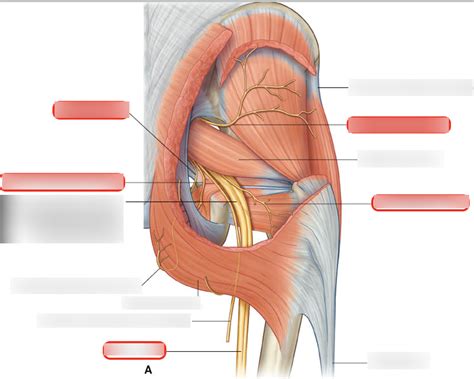 Sciatic Gluteal And Pudendal Nerves Diagram Quizlet