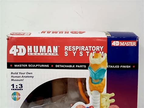 4d Human Anatomy Respiratory System Model Dutch Goat