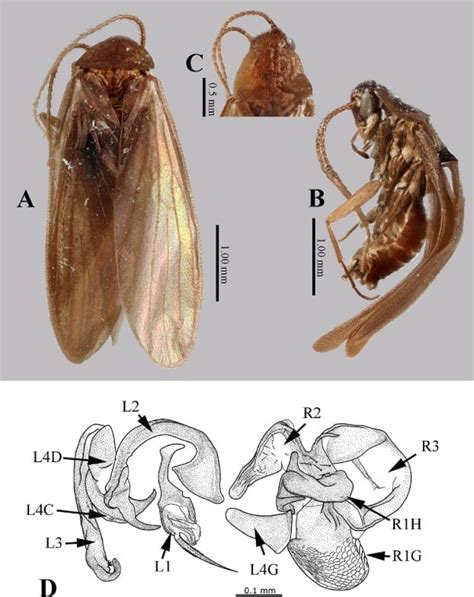 New Cockroach Species Found In Spore Named Pheromosa After Pokémon Character Origins Unknown