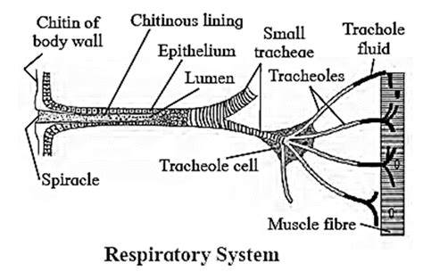Notes Class 11 Science Biology Chapter 11 Study Of Animal Type