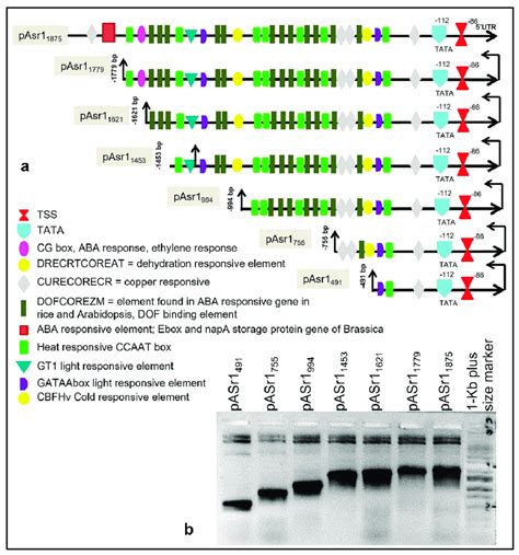 The Arrangement Of Cis Acting Motifs On Pasr11875 Promoter And Their Download Scientific
