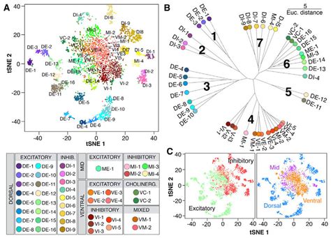 Massively Parallel Snrna Seq Identified 43 Neuronal Populations In The Download Scientific
